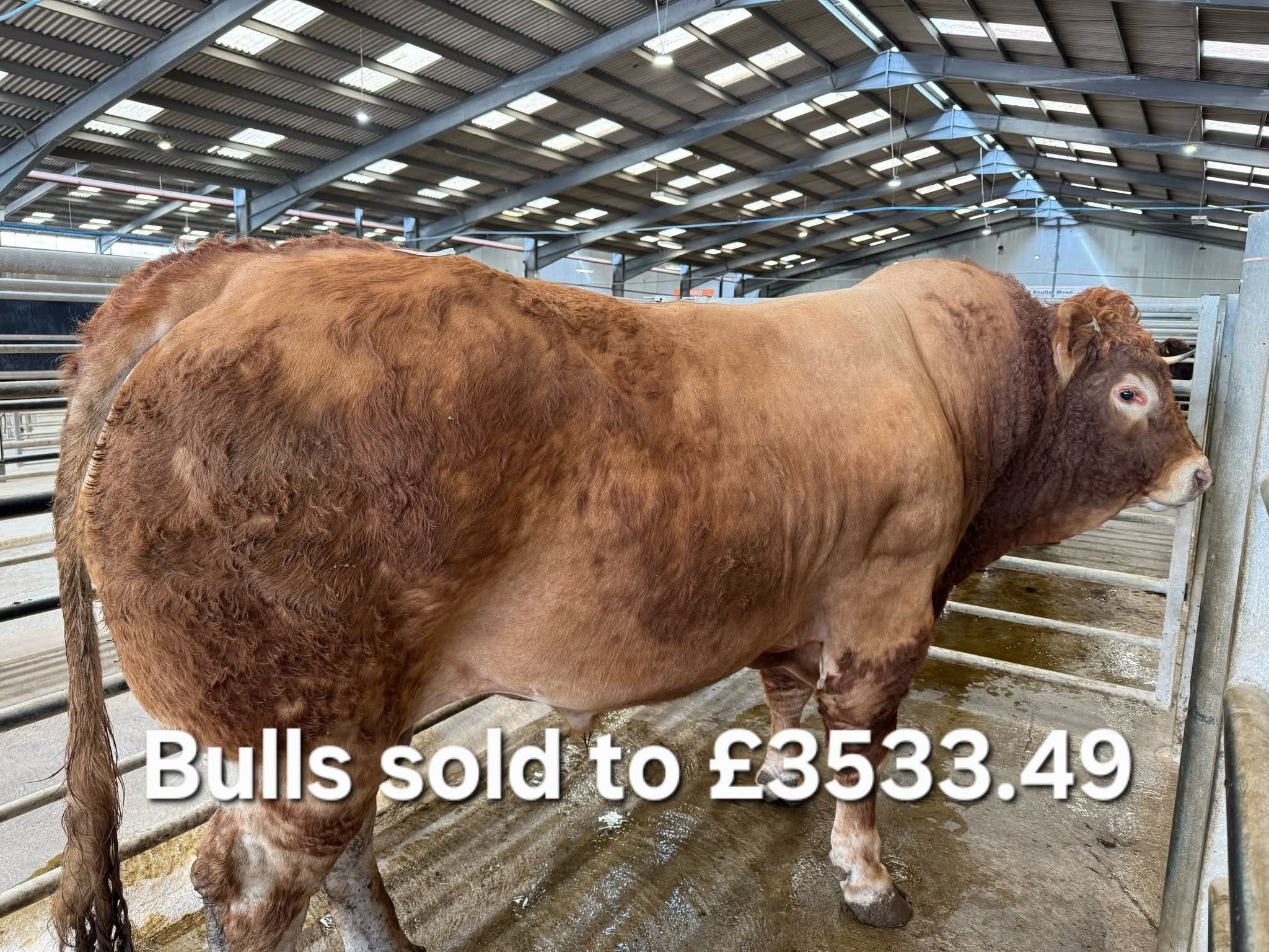 News | Record-Breaking Prime Cattle Entries and Prices