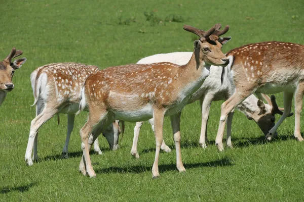 Explore Knole Park: Deer, Playgrounds, and More